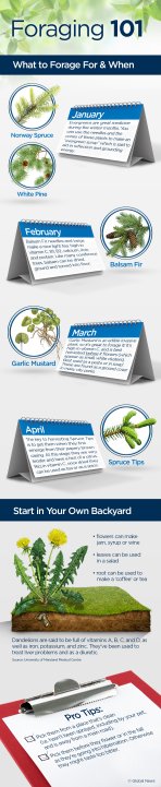 One way to lower your grocery bills? Forage for your food | Globalnews.ca