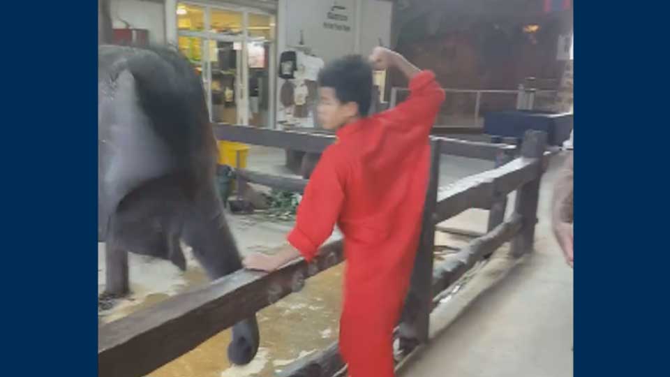 Outrage after tourist’s video shows baby elephant threatened with ...