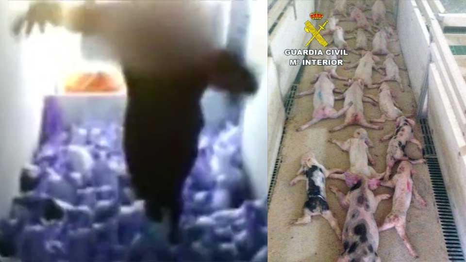 Police investigating after 72 piglets allegedly killed by farm employee ...