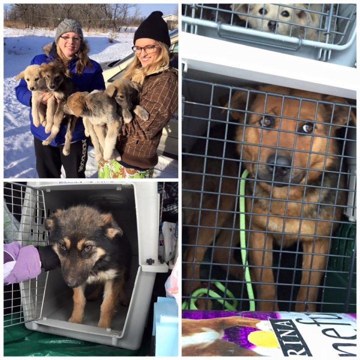 Manitoba rescue shelter pleading for financial help after saving 13 ...