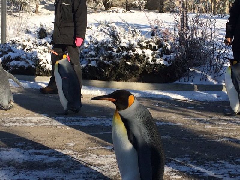 Calgary Zoo’s first Penguin Walk of season nearly called off due to ...