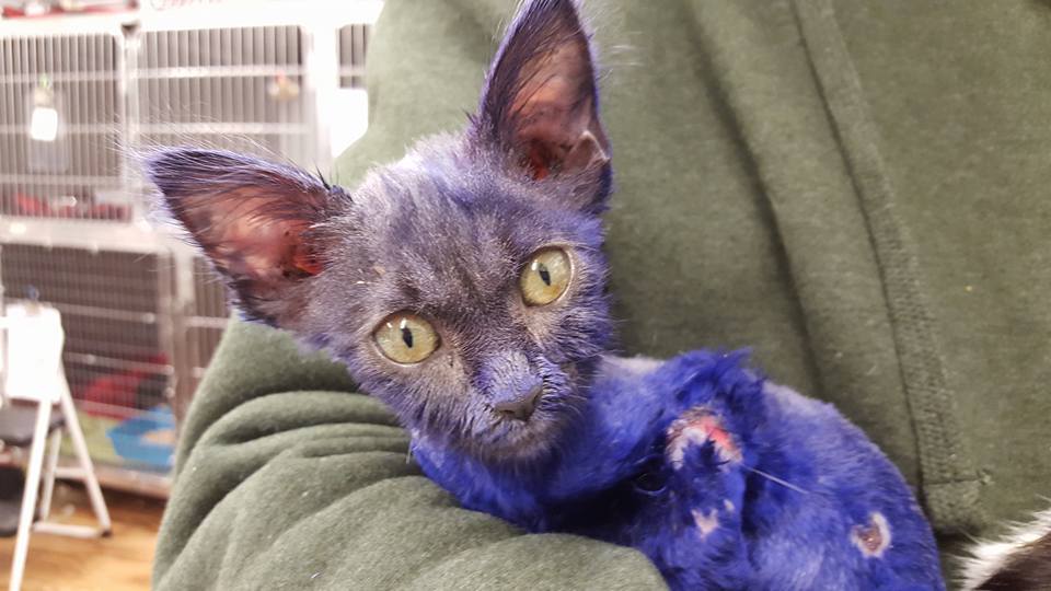 Purple cat covered in bite marks, permanently dyed, rescued in ...