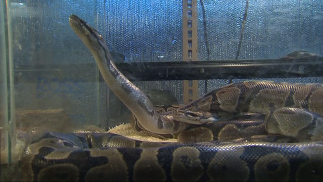 Caught on camera: man steals 2-foot long python by shoving it down his ...
