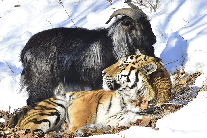 It’s over: Timur the goat and Amur the tiger had fight, now separated ...