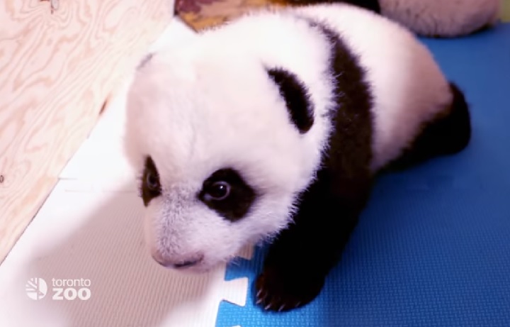 WATCH: Toronto giant panda cubs reach 100 day milestone - Toronto ...