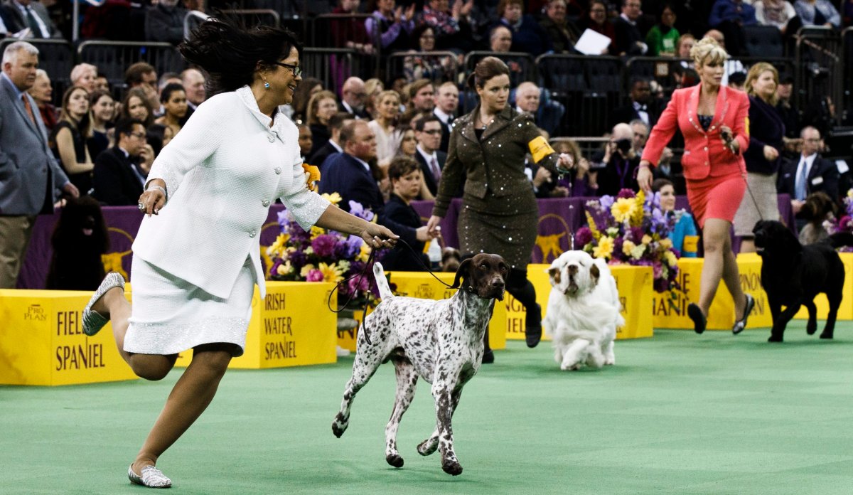 Westminster dog show prize goes to German shorthaired pointer ...