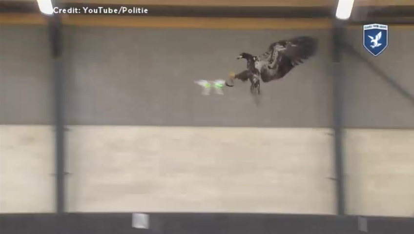 WATCH: Dutch police training eagles to attack drones - National ...