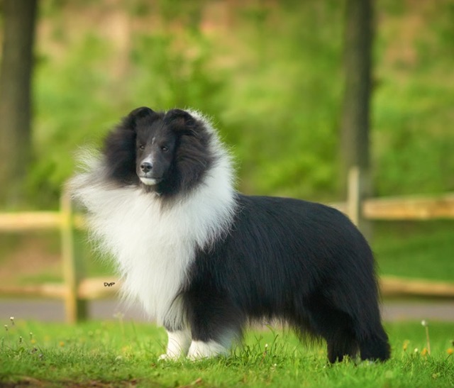 Calgary dog Blackberry competing in Westminster Kennel Club Dog Show ...