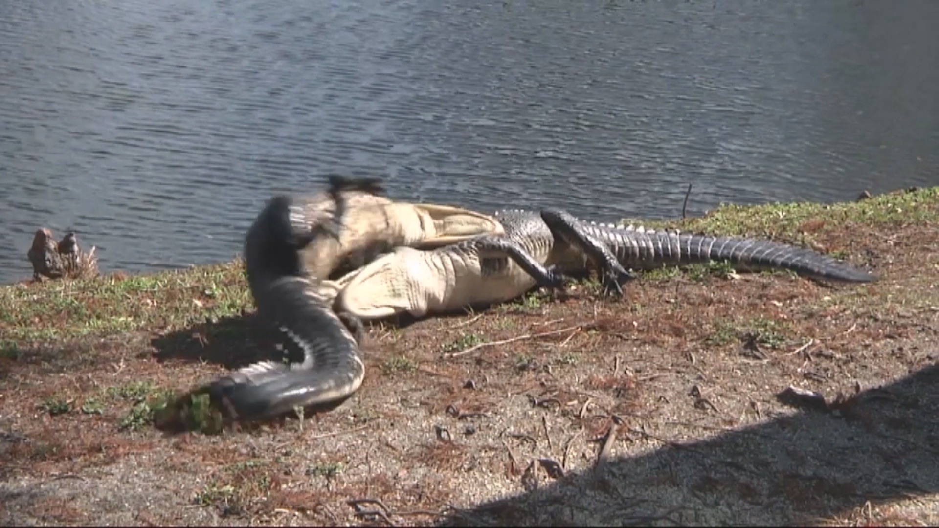 WATCH: Vicious alligator fight caught on camera - National | Globalnews.ca