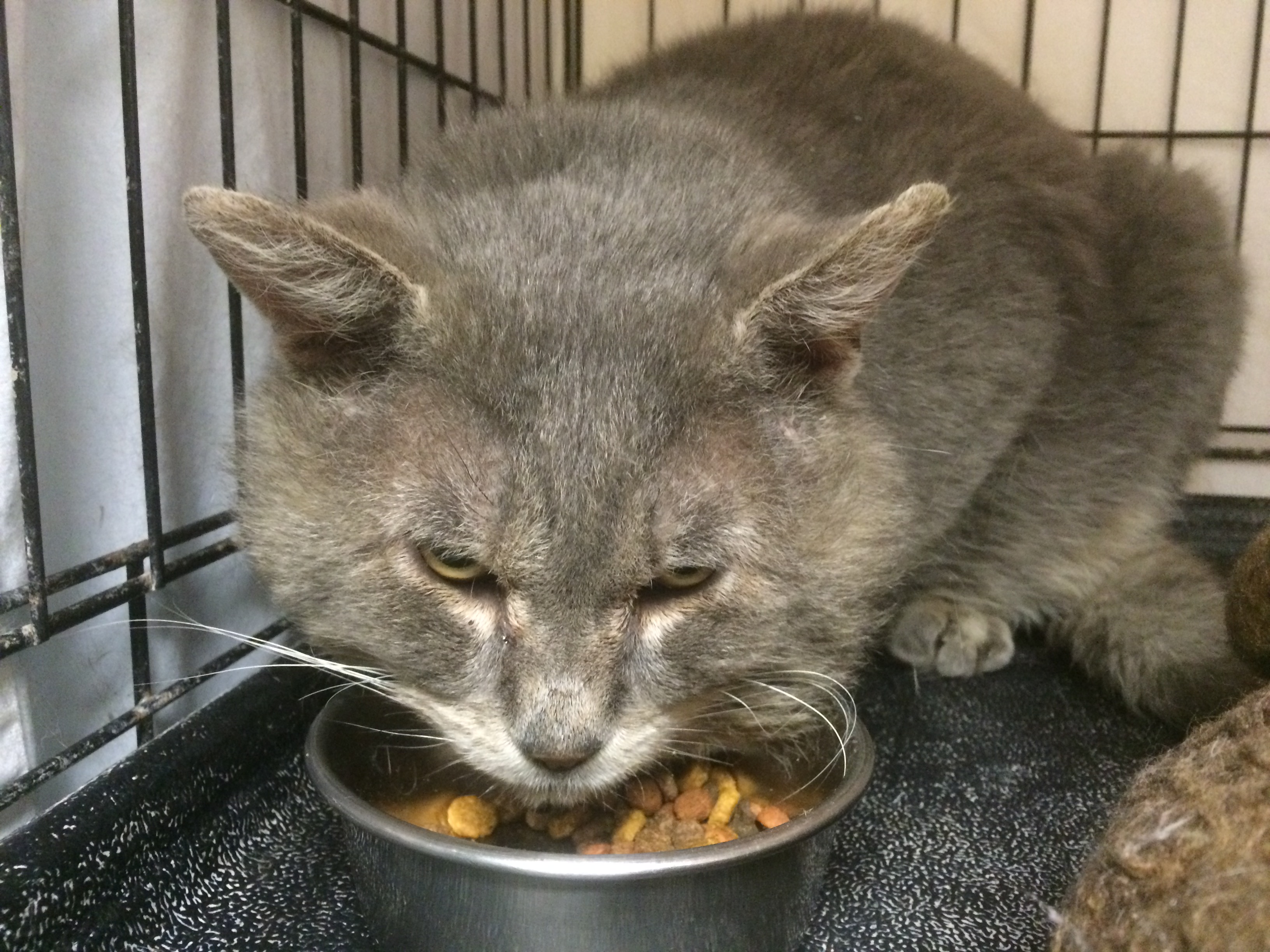 Gulliver the cat hitches ride from Toronto to Calgary on transport ...