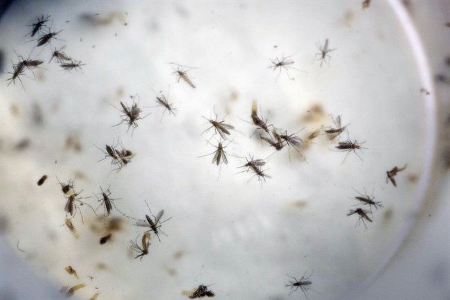 Experts warn conditions are ripe for a mosquito outbreak in Calgary ...
