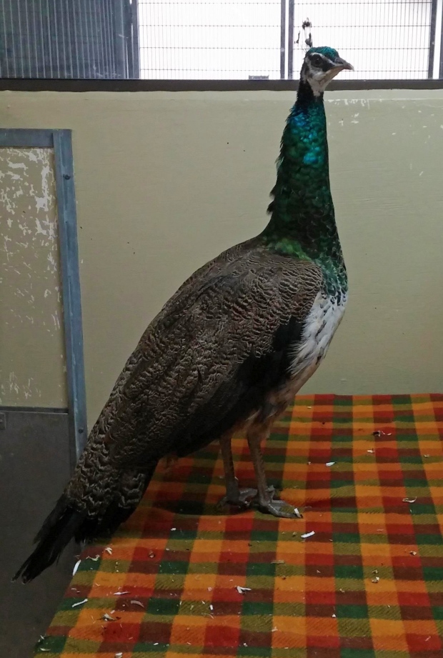Peacock up for adoption at the BC SPCA in West Vancouver | Globalnews.ca