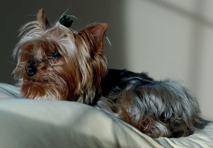 Labrador retriever tops list of Canada’s 10 most popular dog breeds ...