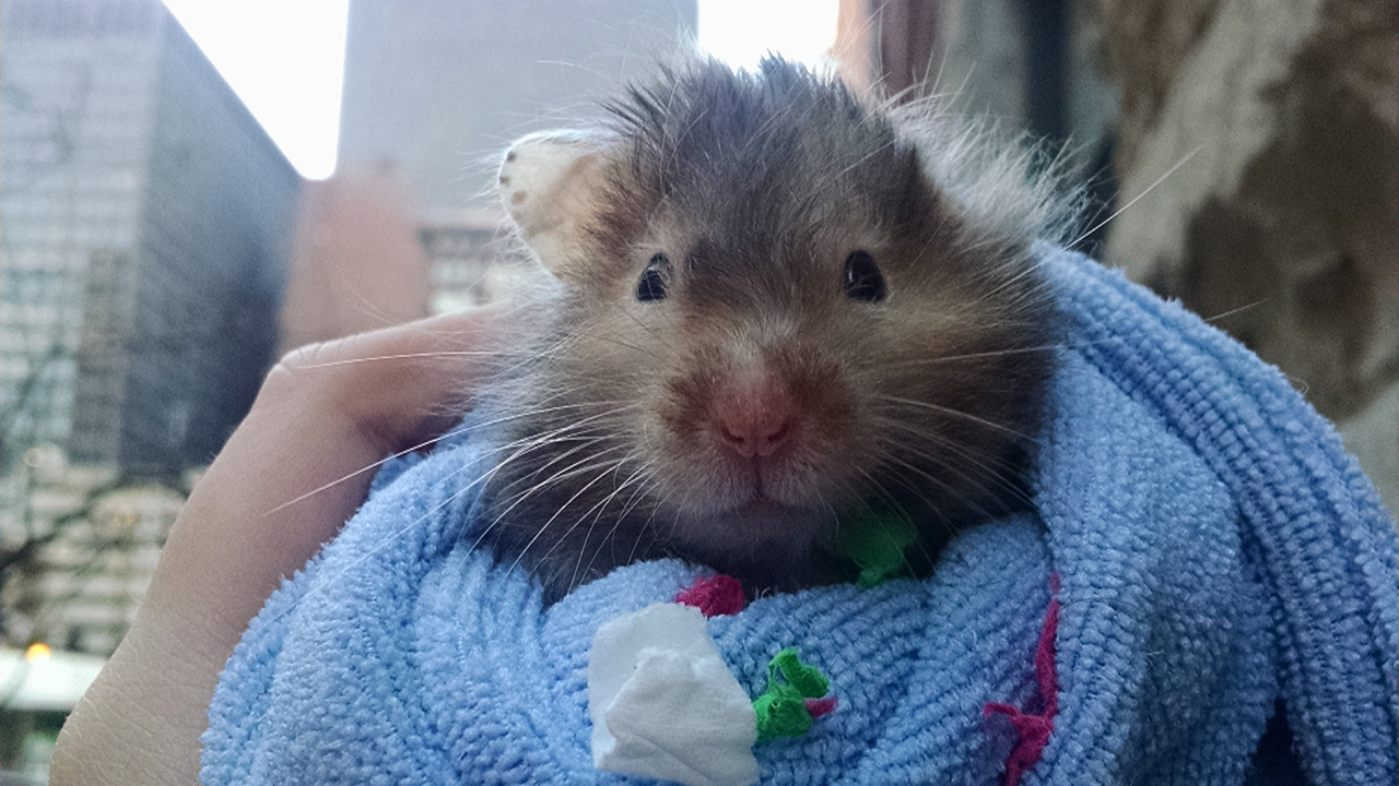Dying hamster fulfills ‘life goals’ with bucket list - National ...