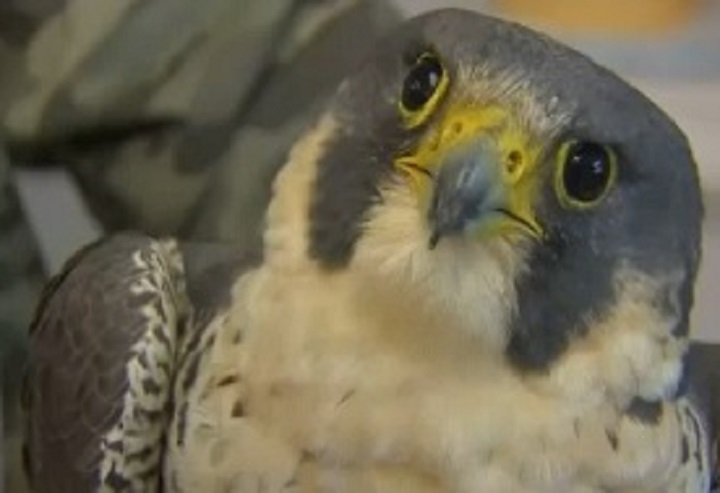 Rare falcon injured in Texas storm while migrating home to Winnipeg ...