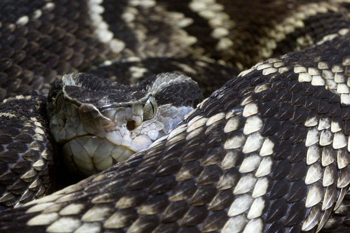 2 dead, venomous snakes found in package at post office - National ...