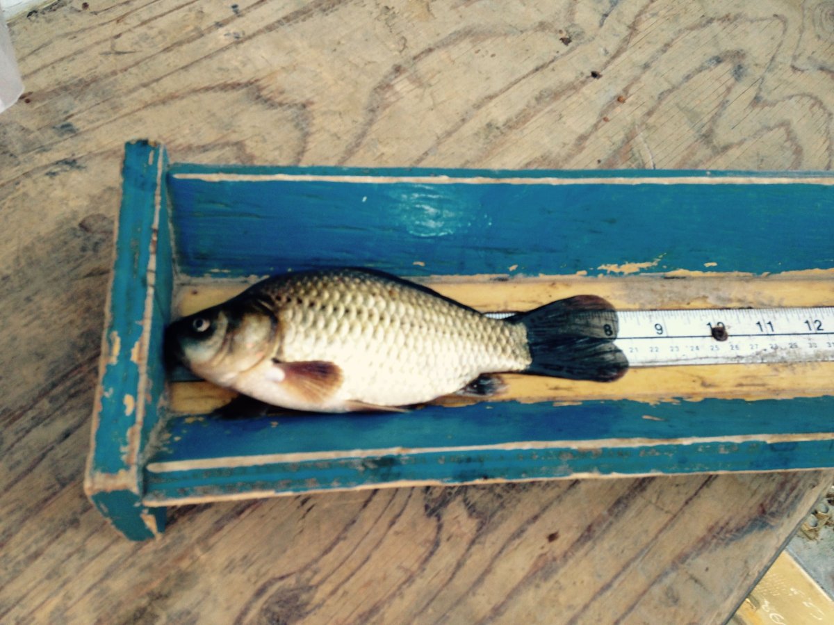 Goldfish a growing problem in St. Albert pond - Edmonton | Globalnews.ca
