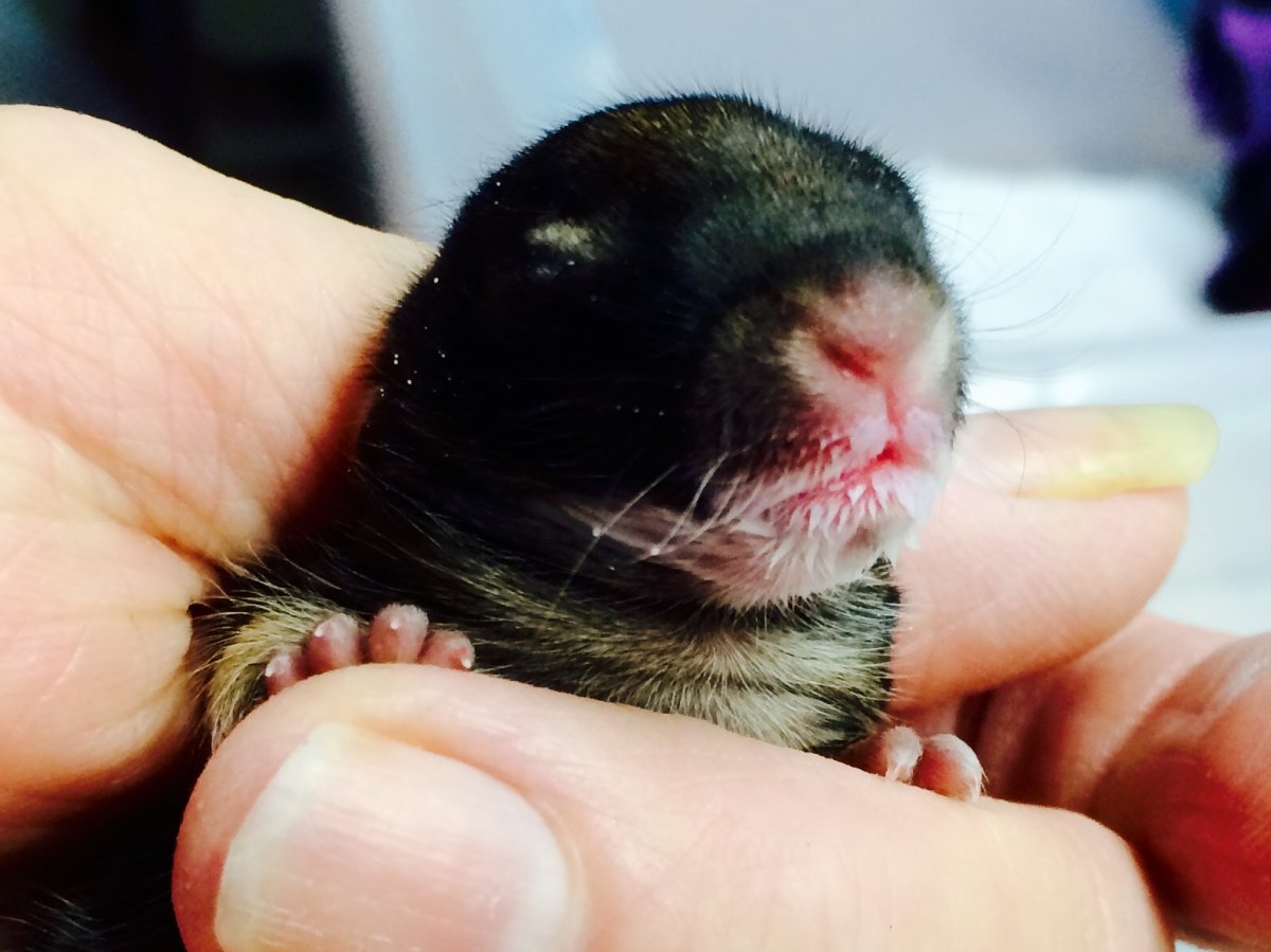 B.C. wildlife shelter needs help caring for animal orphans | Globalnews.ca