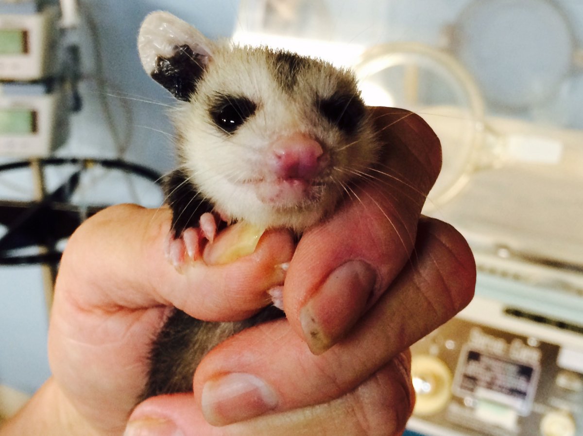 B.C. wildlife shelter needs help caring for animal orphans | Globalnews.ca