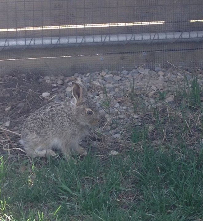 Owls to rabbits: what to do when wildlife is born early in Alberta ...