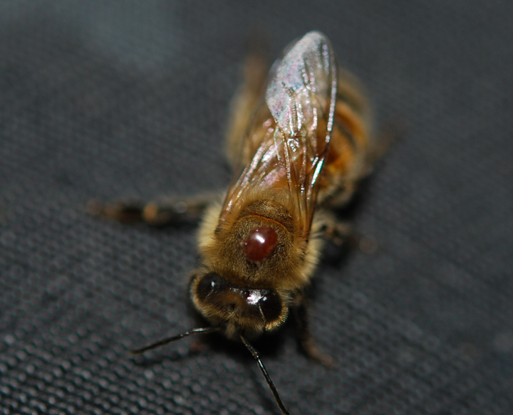 Bees highly threatened by mites, viruses, study finds | Globalnews.ca