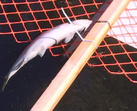 ‘It’s really a disaster’: Hundreds of dead fish found in several ...