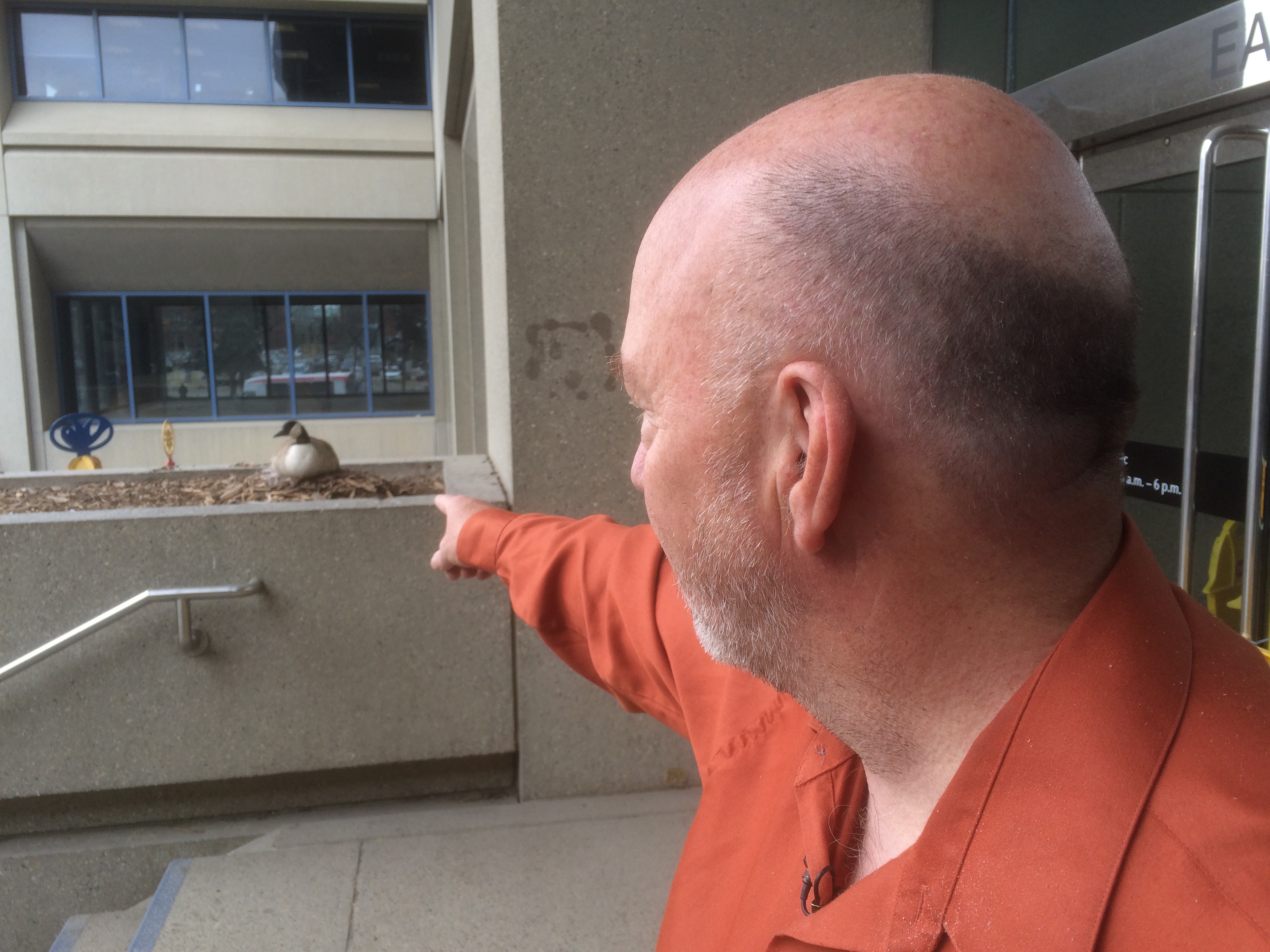 ‘Duck duck, goose goose’: Real-life Mother Goose tale at Calgary City ...
