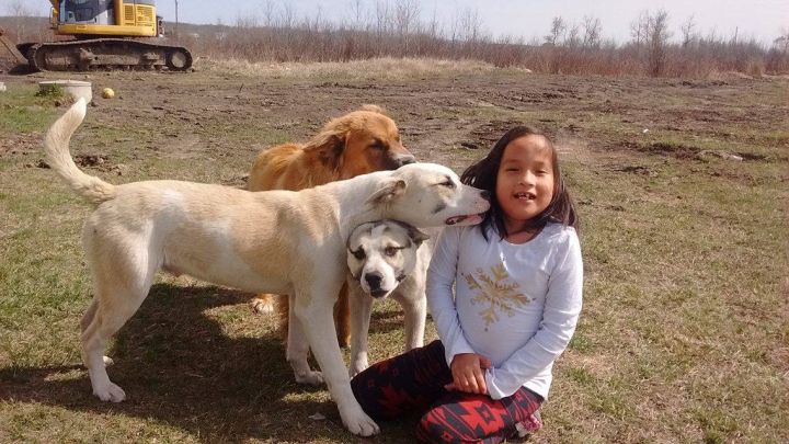 Dogs protect little girl missing in northern Alberta woods | Globalnews.ca