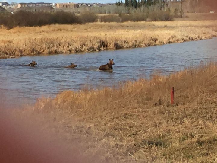 ‘I could feel the heat impinging on my shoulders’: St. Albert ...