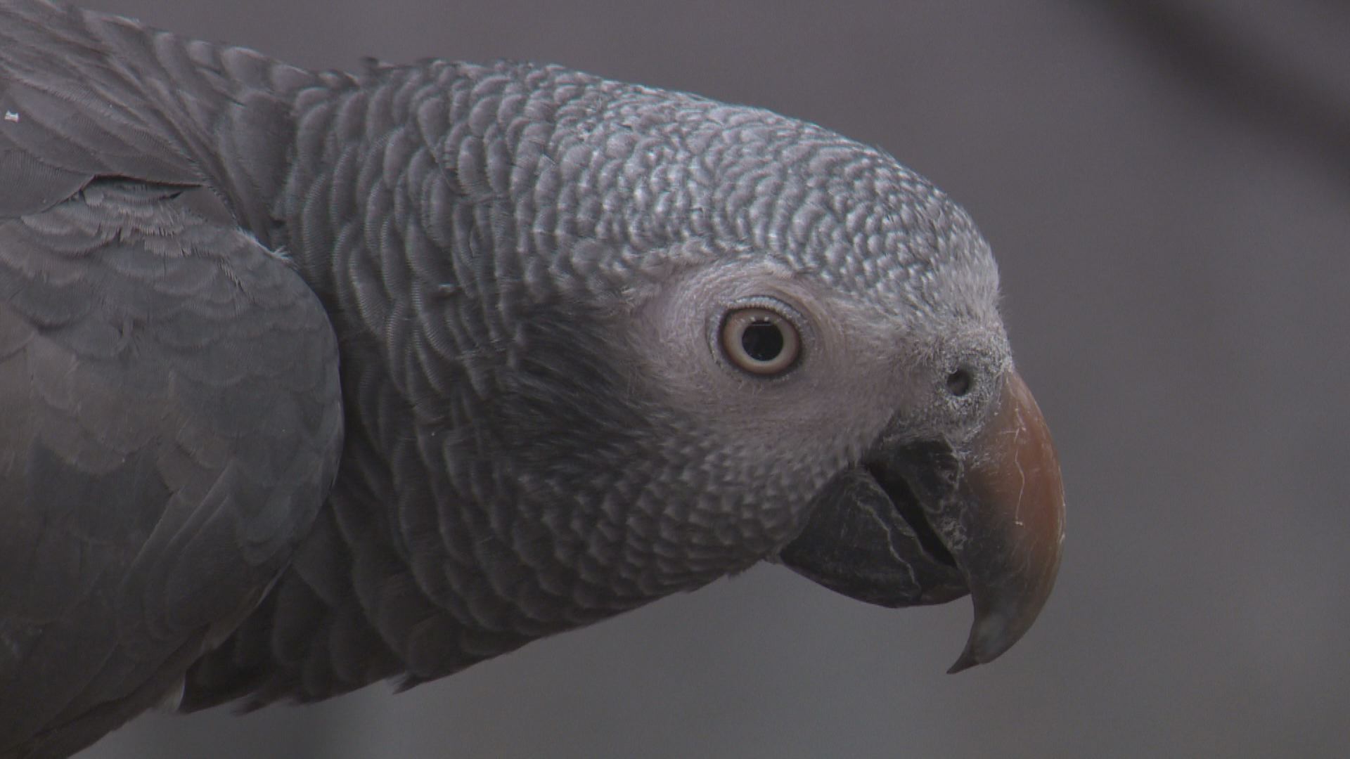 Parrot pandemonium hits Edmonton - Edmonton | Globalnews.ca