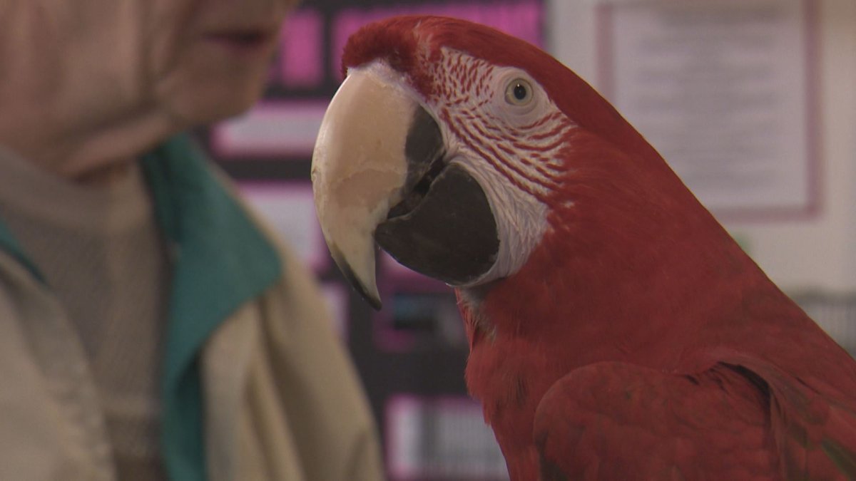 Parrot pandemonium hits Edmonton - Edmonton | Globalnews.ca