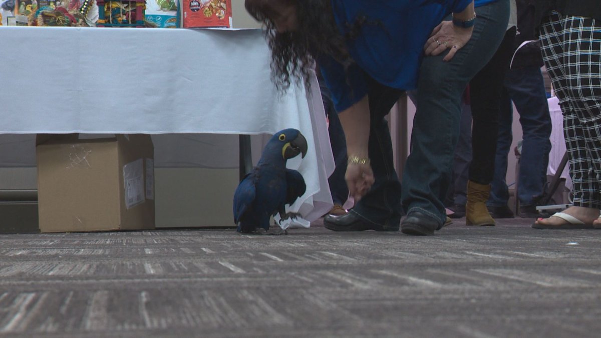 Parrot pandemonium hits Edmonton - Edmonton | Globalnews.ca