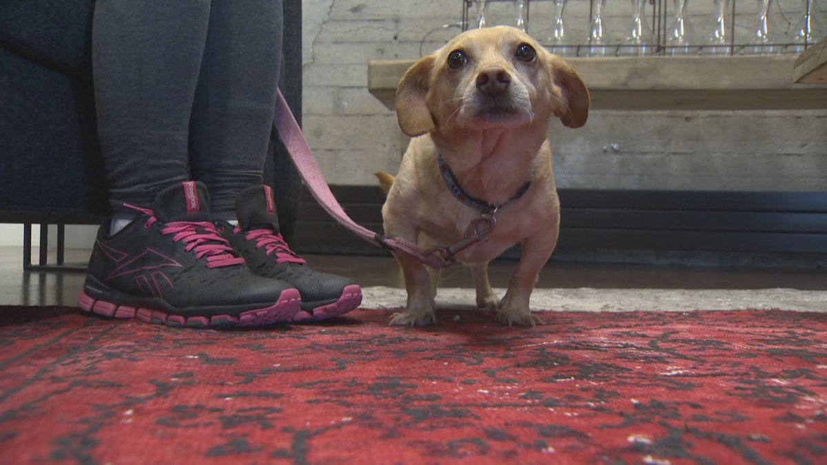 Nova Scotia group welcomes dogs rescued from American ‘kill shelters ...