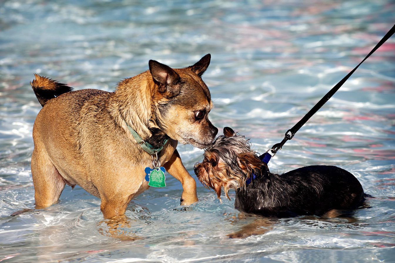 Edmonton’s Oliver outdoor pool welcomes pooches for last splash of the ...