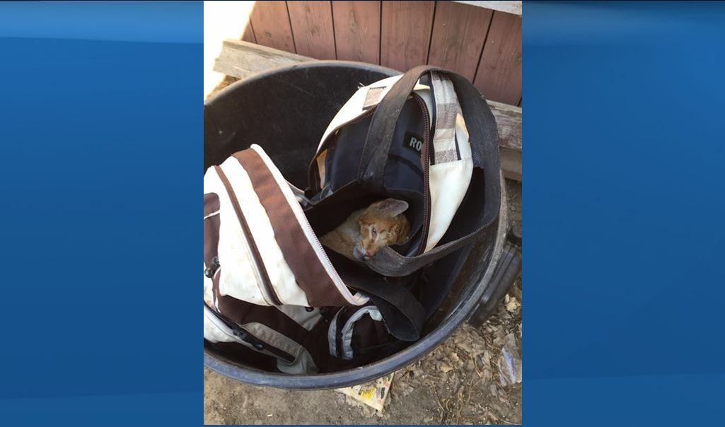 Seriously injured cat found in Red Deer garbage can | Globalnews.ca