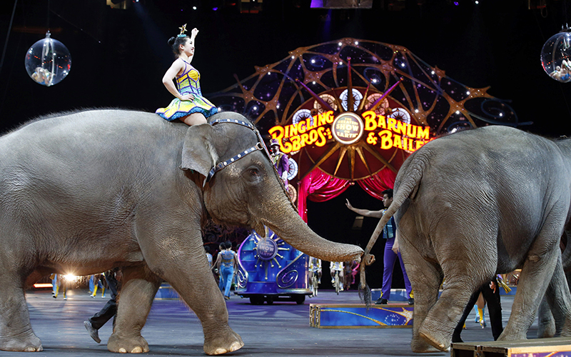 Goodbye to the circus: 146 years of death-defying feats, lion tamers ...
