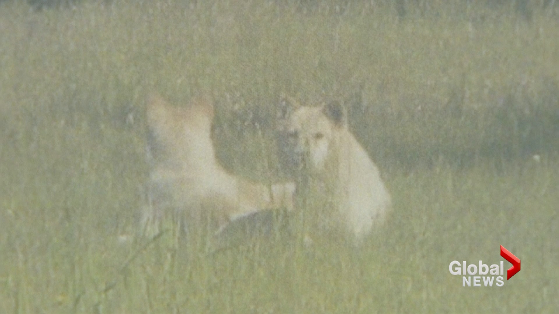 Stray dogs near runway causing major delays at Japanese airport ...