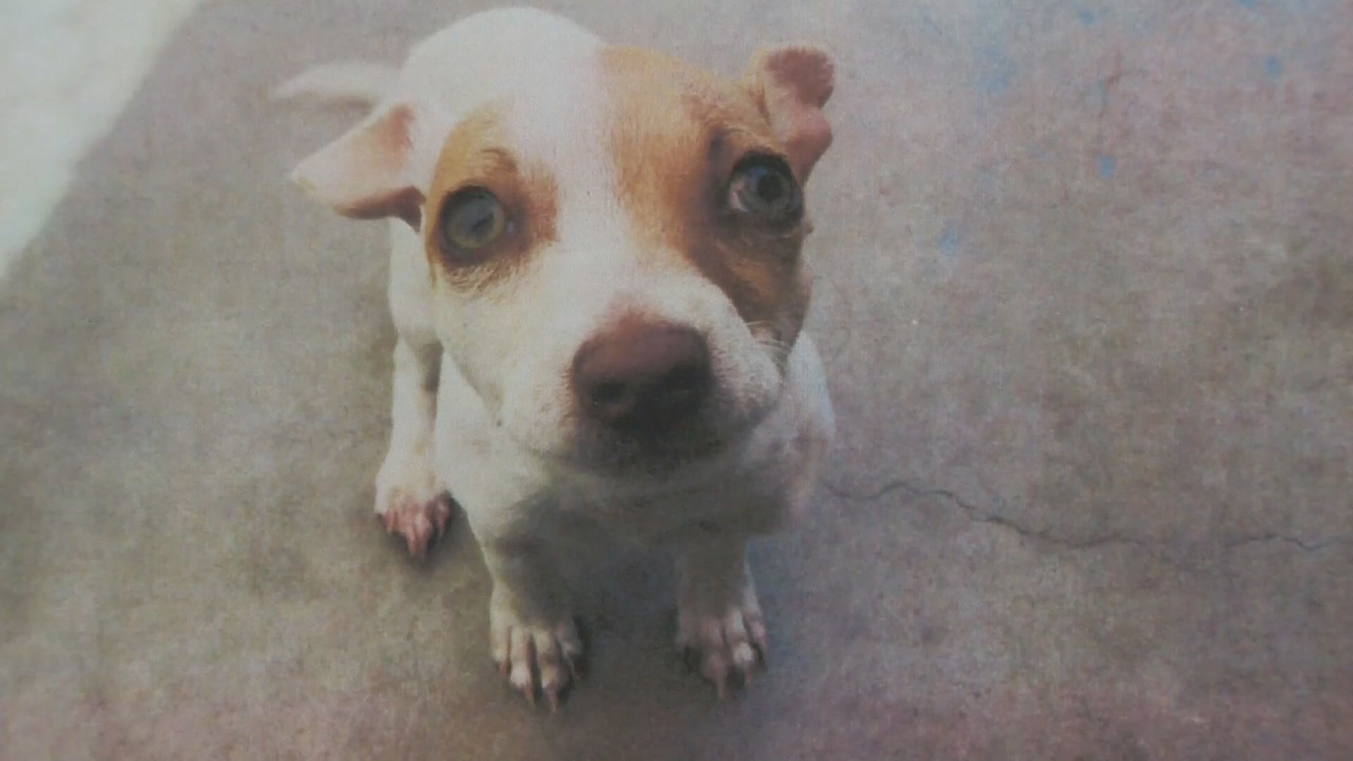 Dog found high on meth, heroin, owner charged with animal cruelty ...