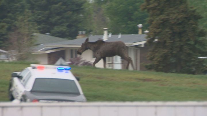 WATCH: Moose on the loose in south Edmonton - Edmonton | Globalnews.ca