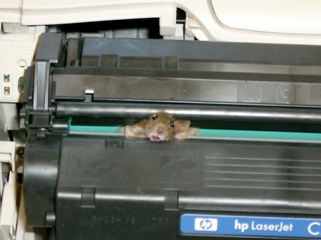 Winning the rat race: Montreal rodent population on the rise - Montreal ...