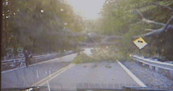 Officer responding to fallen branch gets hit by falling tree - National ...
