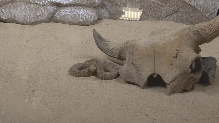 Snake exhibit slithers into Royal Saskatchewan Museum - Regina ...