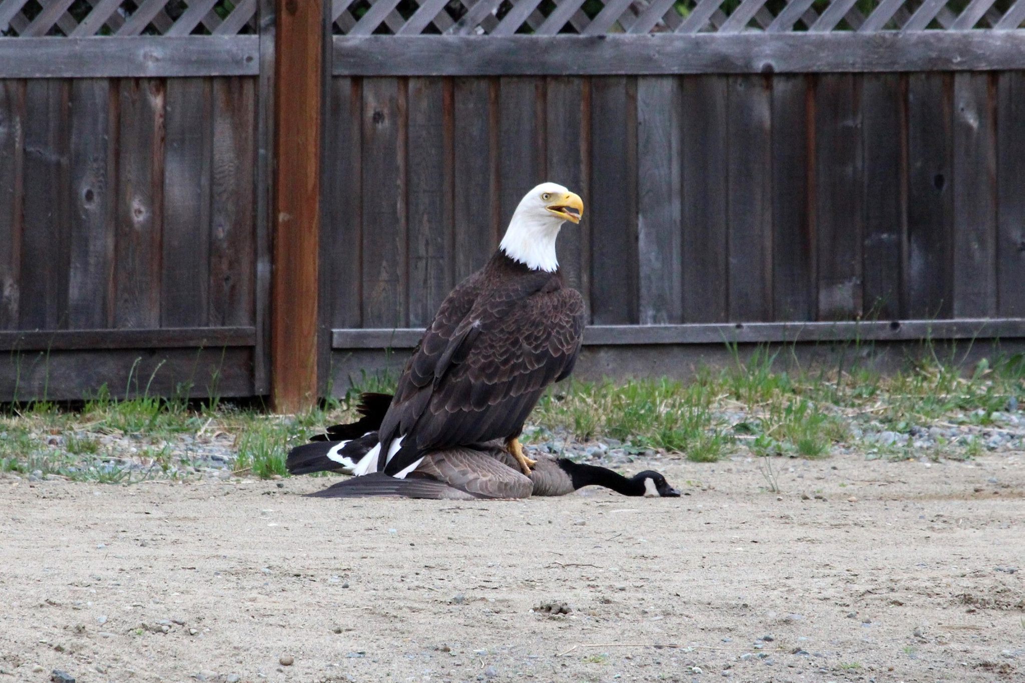 Battle between a bald eagle and a Canada goose caught on camera ...