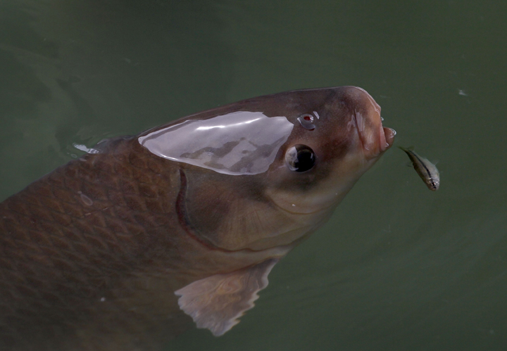 Asian carp: Why this invasive species is so dangerous to the Great ...