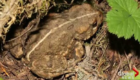 Advocates for western toad fight Nakusp logging project | Globalnews.ca