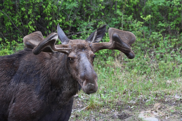 Your Manitoba: June 2016 - Winnipeg | Globalnews.ca