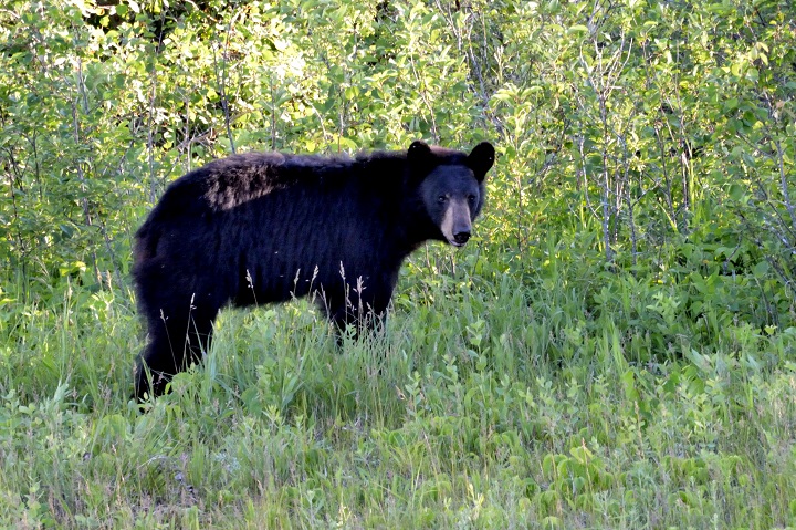 Your Manitoba: June 2016 - Winnipeg | Globalnews.ca