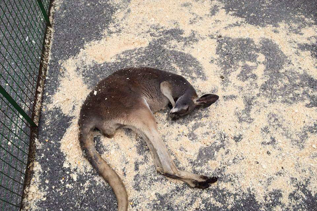 Ontario petting zoo under investigation says its kangaroo is healthy ...