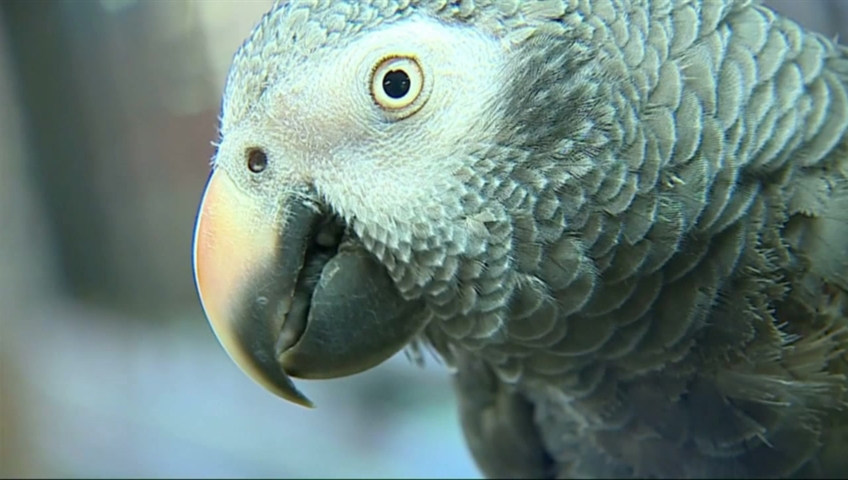 Prosecutor unsure if parrot’s ‘testimony’ is admissible in murder trial ...