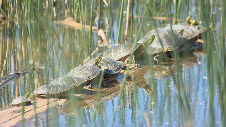 Turtle tale: Elizabeth Hall Wetlands is turtle heaven | Globalnews.ca
